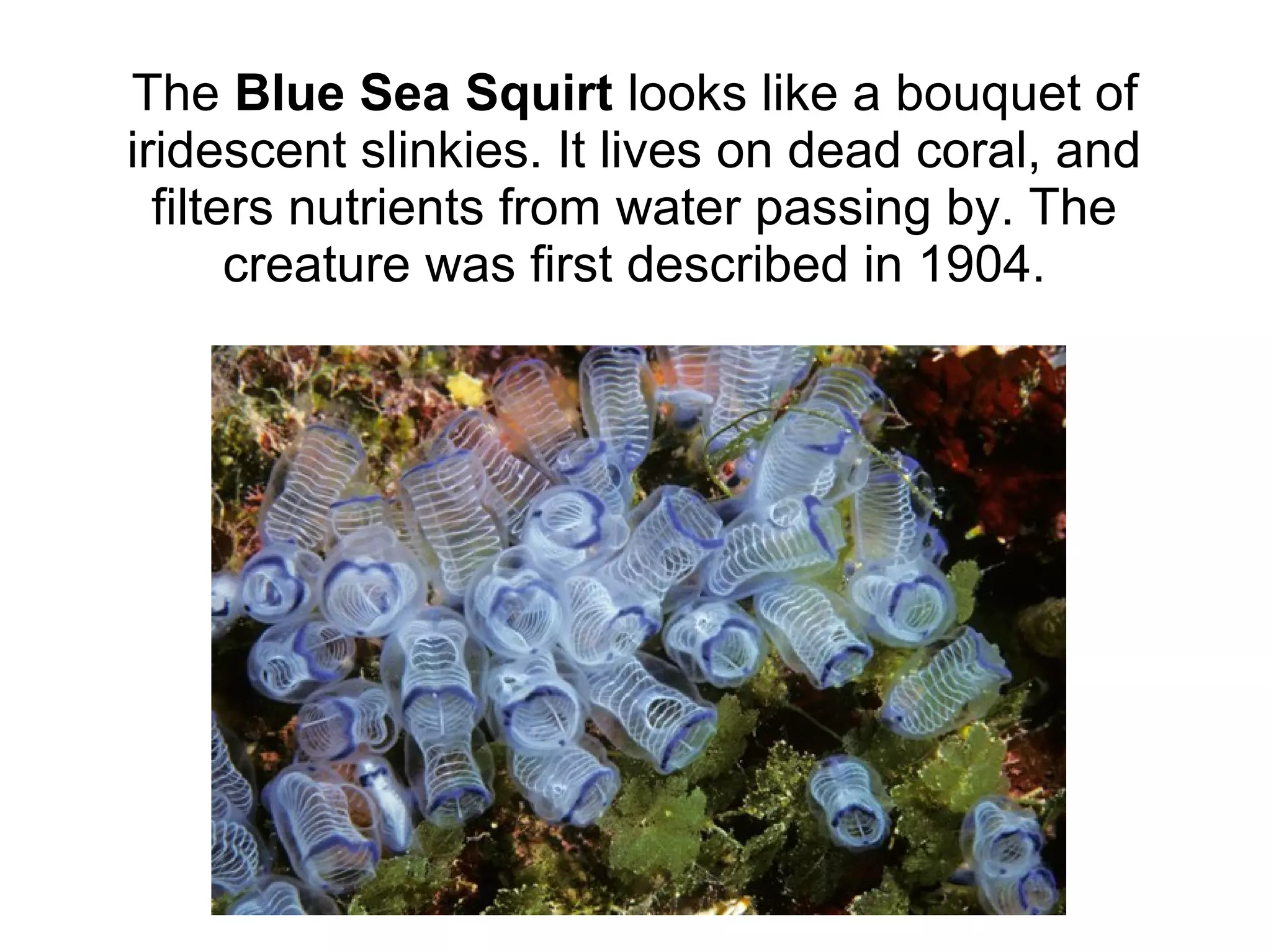 Underwater world undiscovered-creatures-discovered | PPT