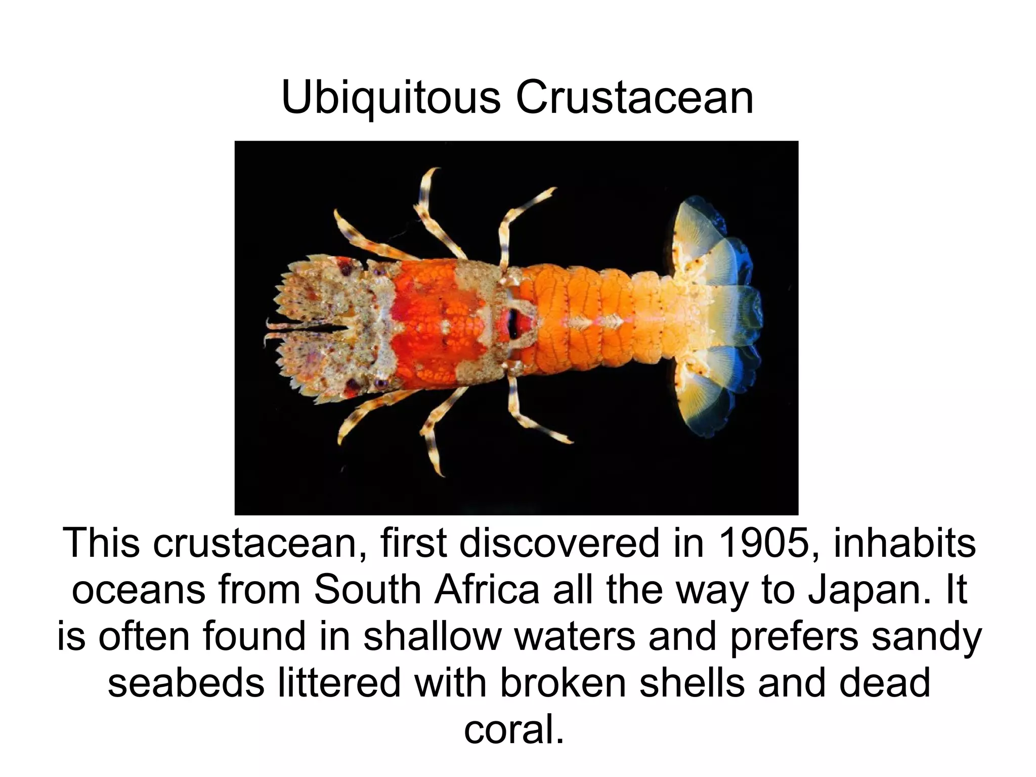 Underwater world undiscovered-creatures-discovered | PPT