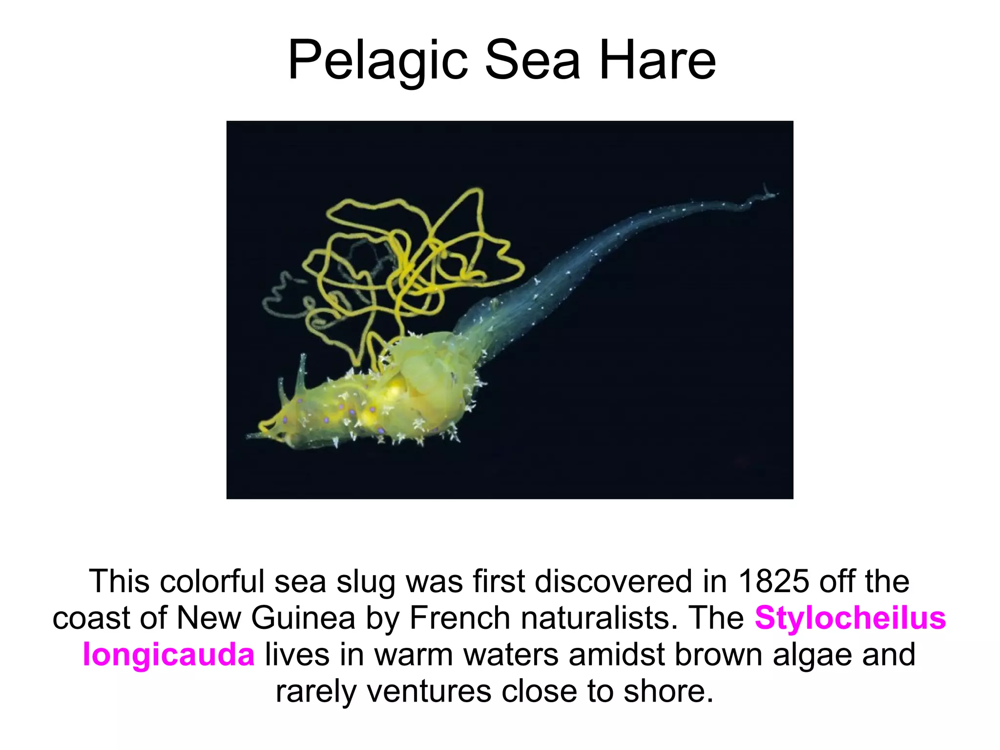 Underwater world undiscovered-creatures-discovered | PPT