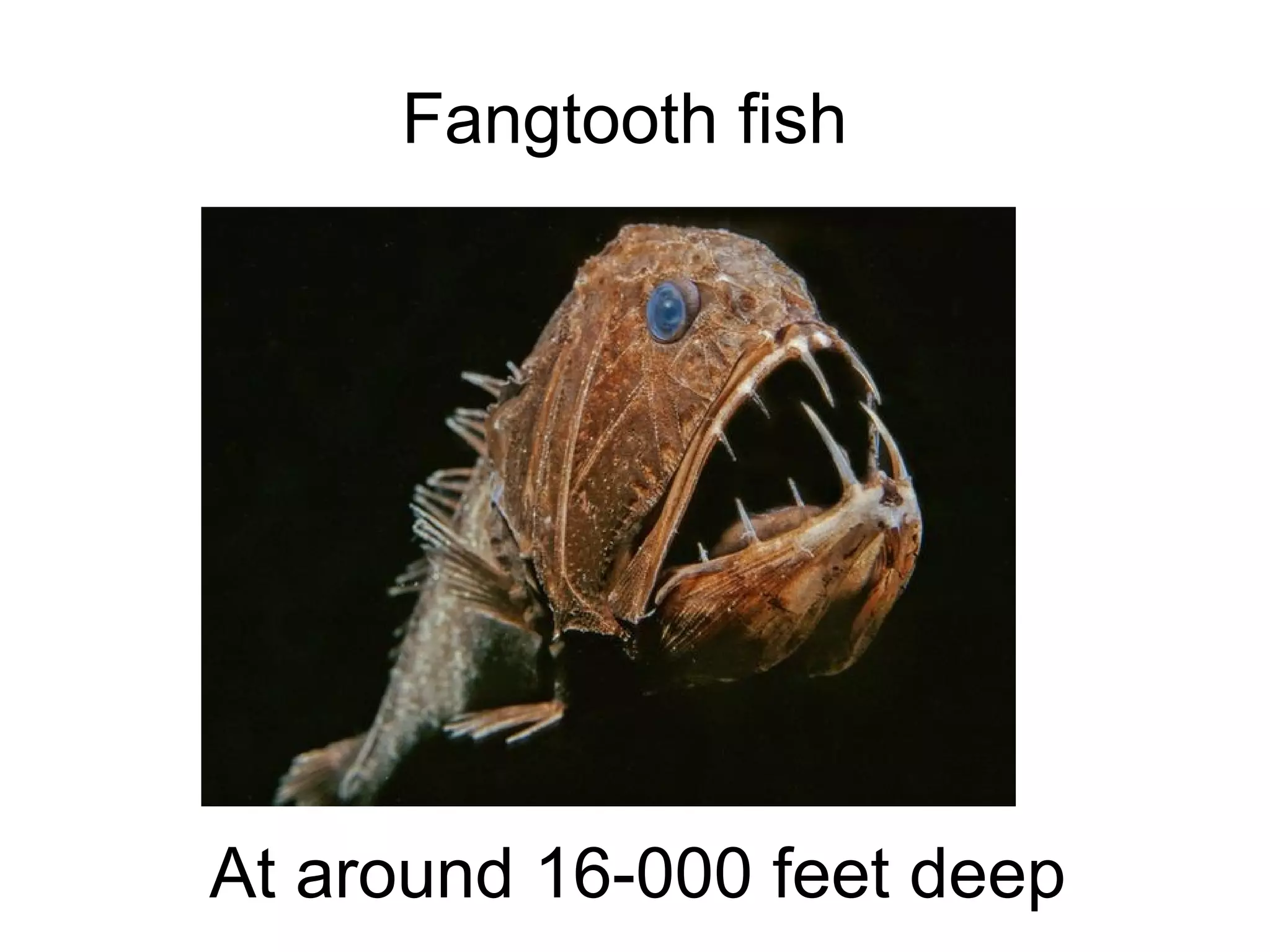 Underwater world undiscovered-creatures-discovered | PPT