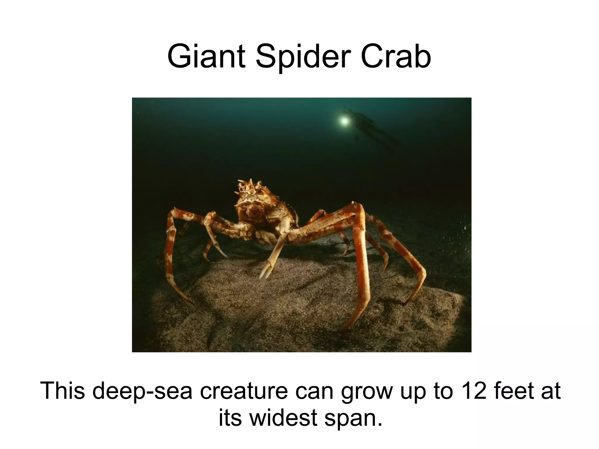 Underwater world undiscovered-creatures-discovered | PPT