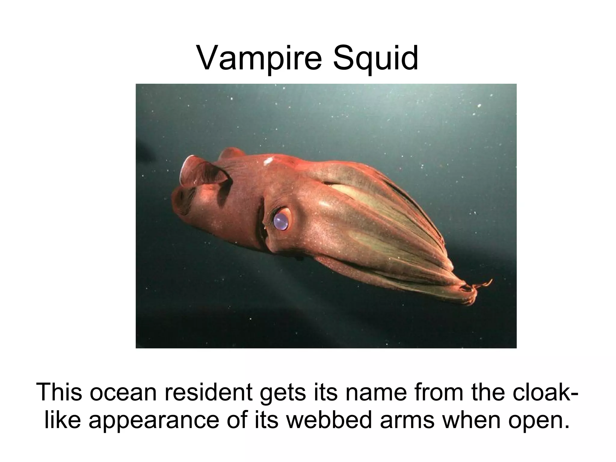 Underwater world undiscovered-creatures-discovered | PPT