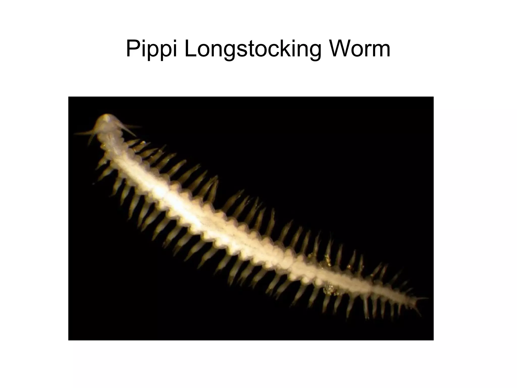 Underwater world undiscovered-creatures-discovered | PPT