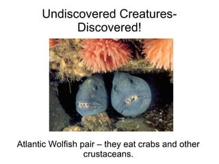 Underwater world undiscovered-creatures-discovered | PPT