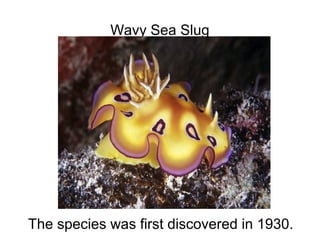 Underwater world undiscovered-creatures-discovered | PPT
