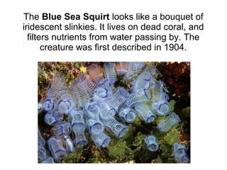 Underwater world undiscovered-creatures-discovered | PPT