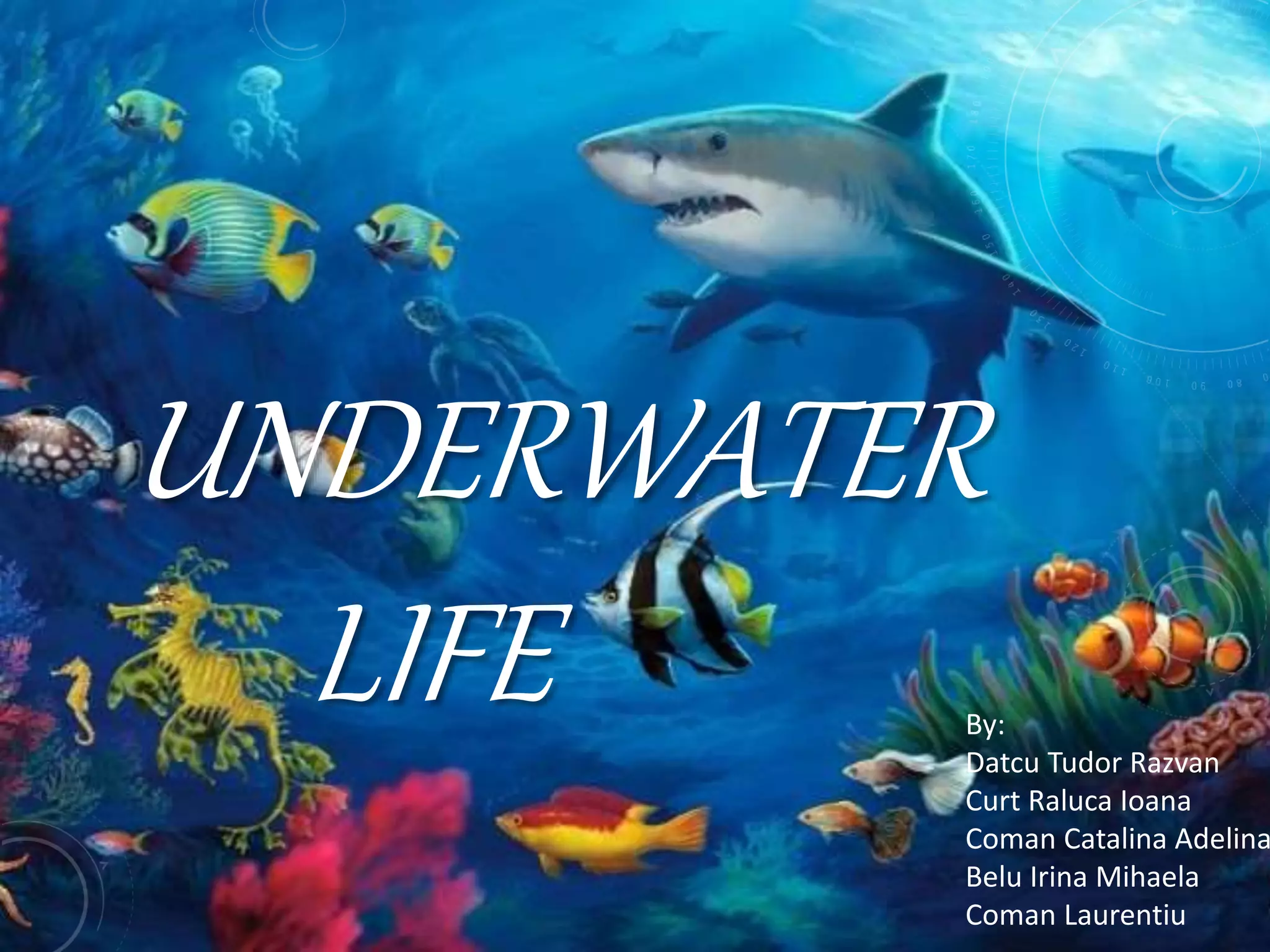 Underwater life | PPTX