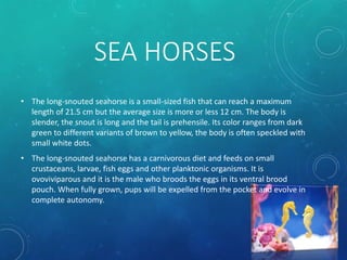 Underwater life | PPT