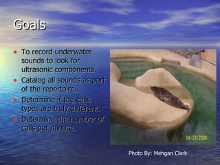 Underwater Vocalizations Of Harbor Seals | PPT