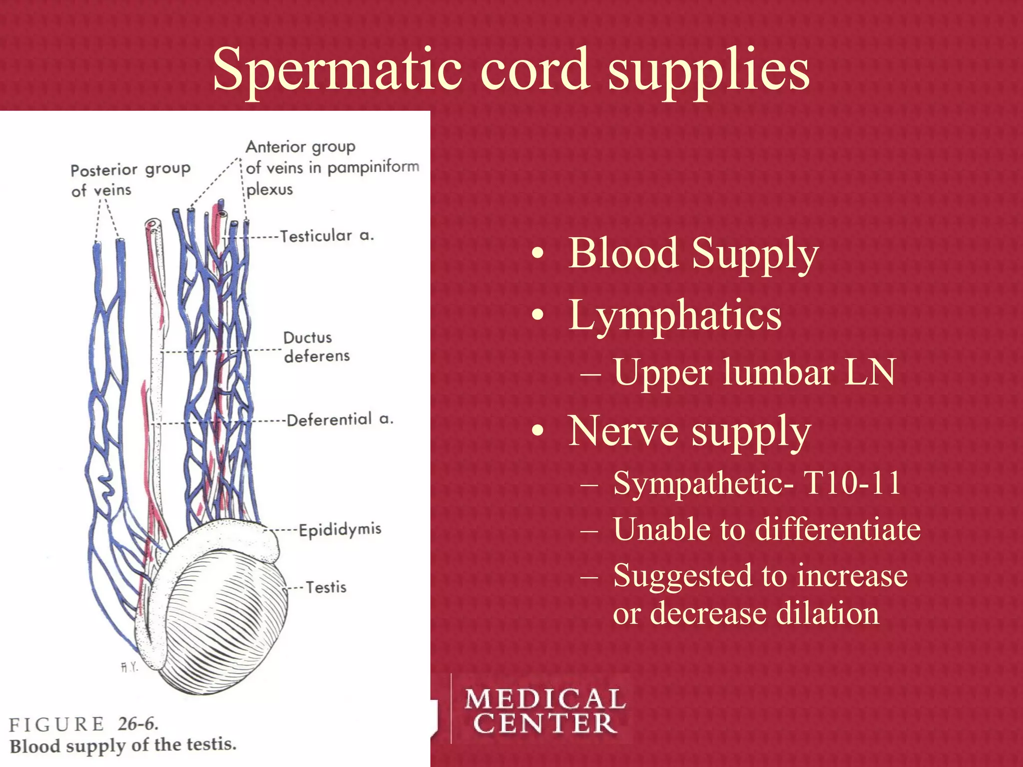 Undescended testicle | PPT