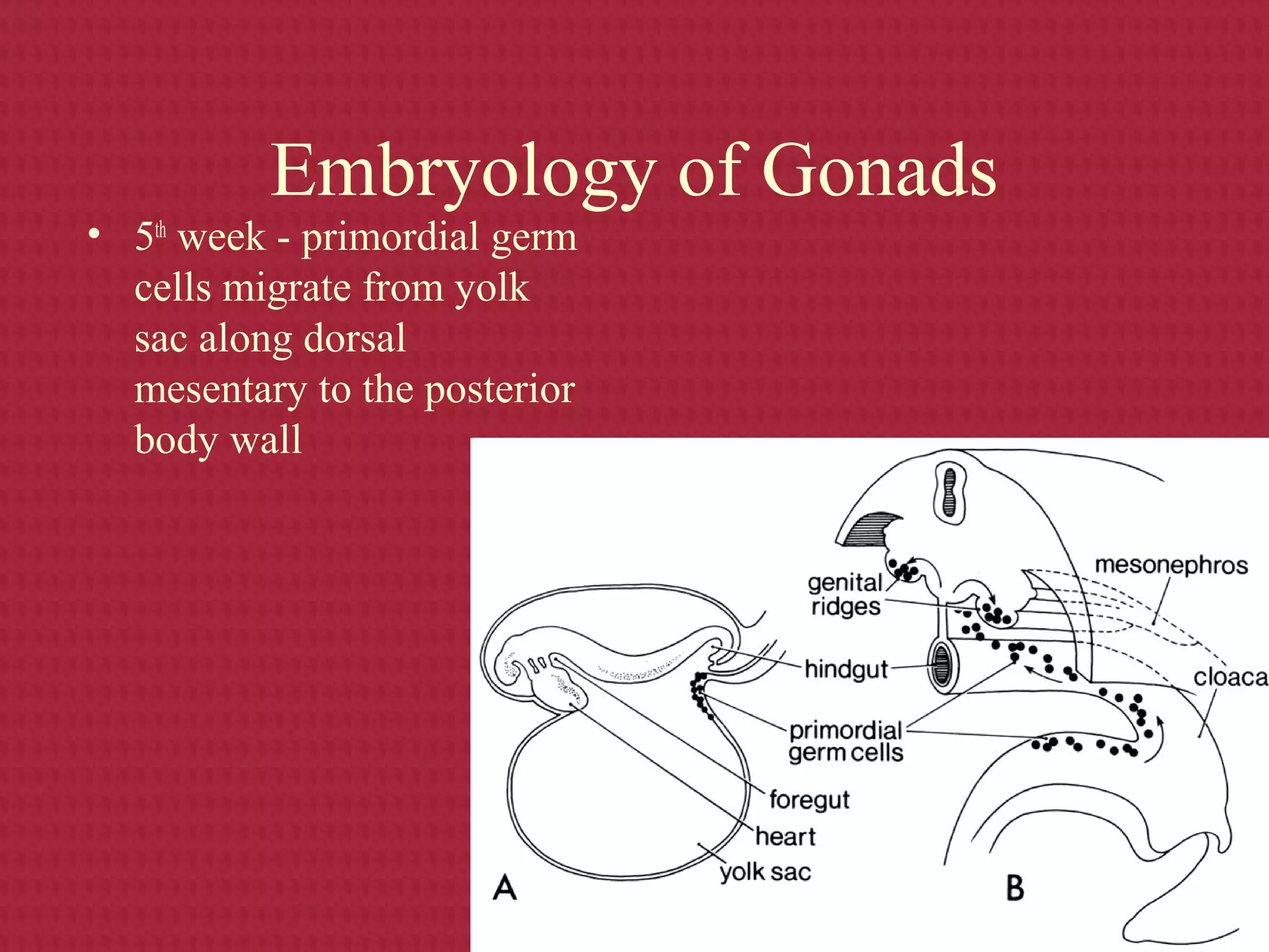 Undescended testicle | PPT