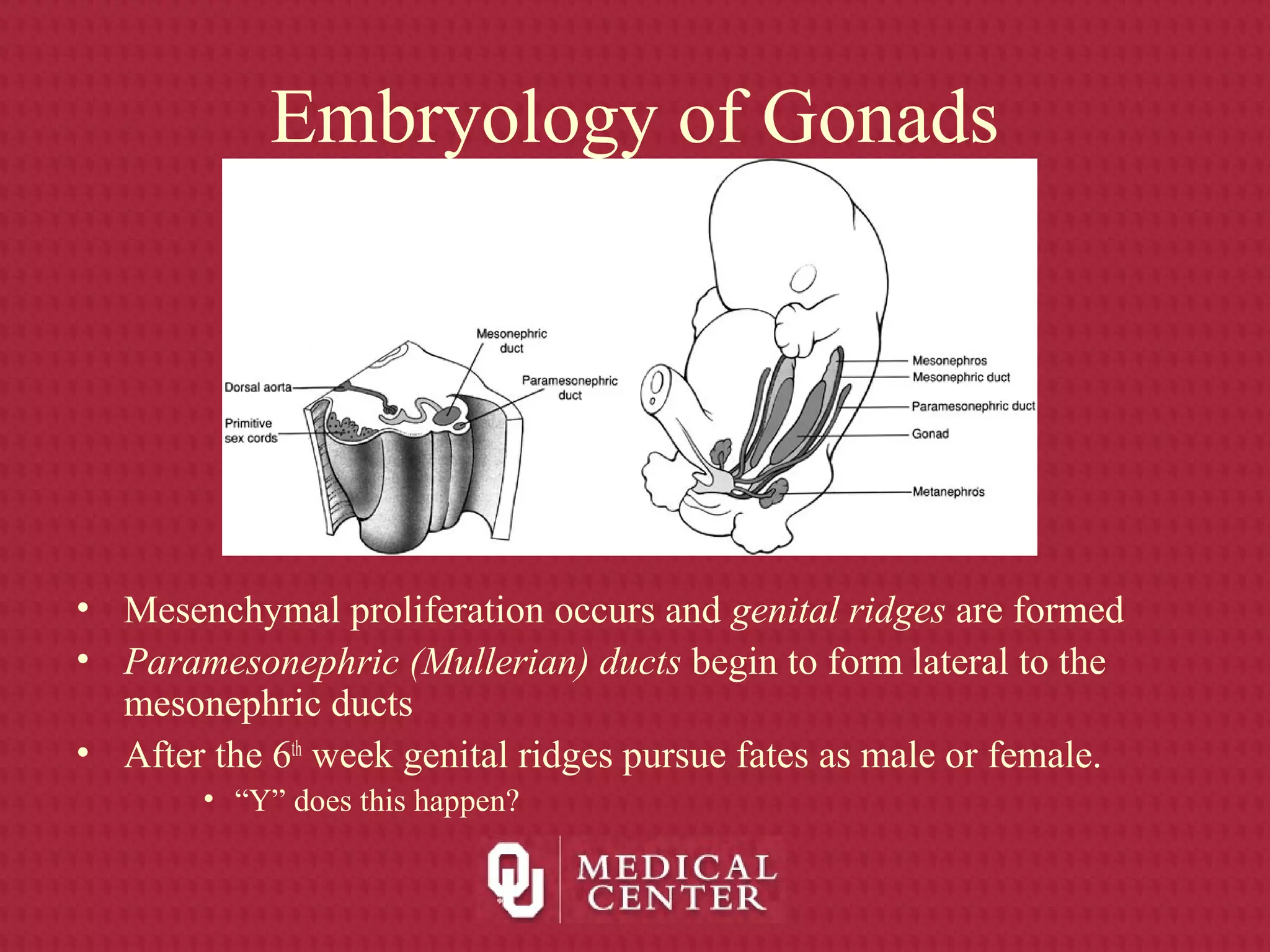 Undescended testicle | PPT