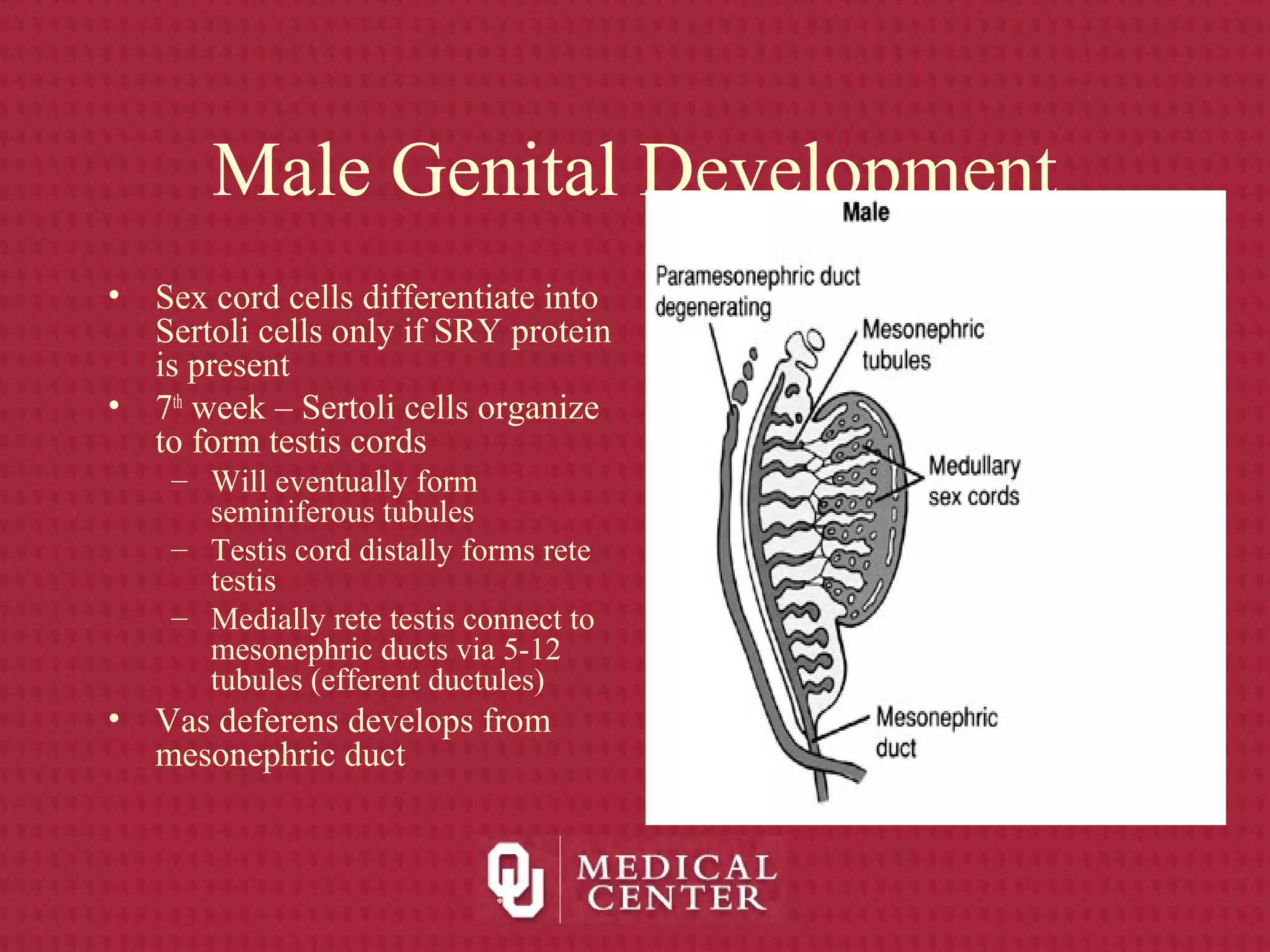 Undescended testicle | PPT