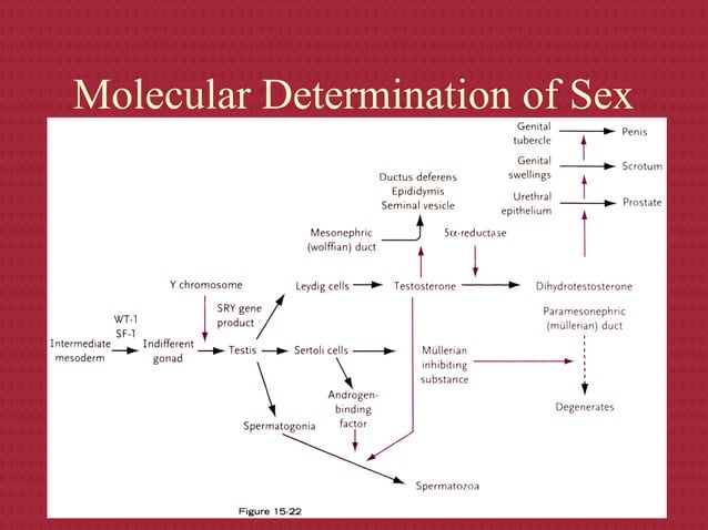 Undescended testicle | PPT