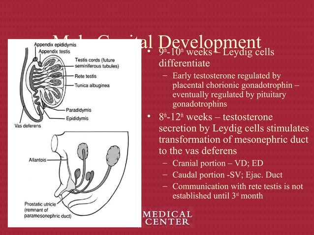 Undescended testicle | PPT