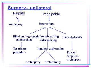 undescended testes.pptx