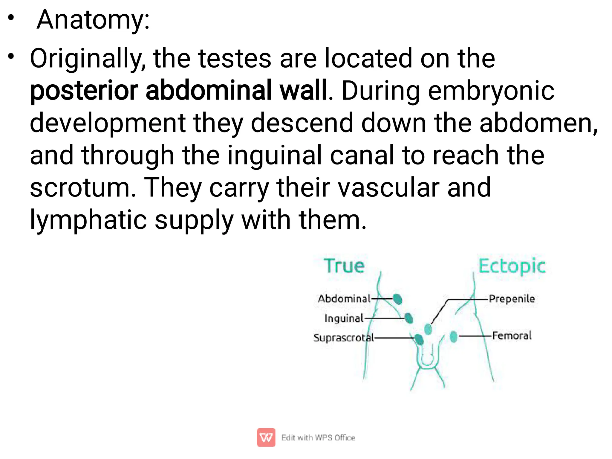 Undescended testes 2024.pdf also known as cryptorchidism which is a ...