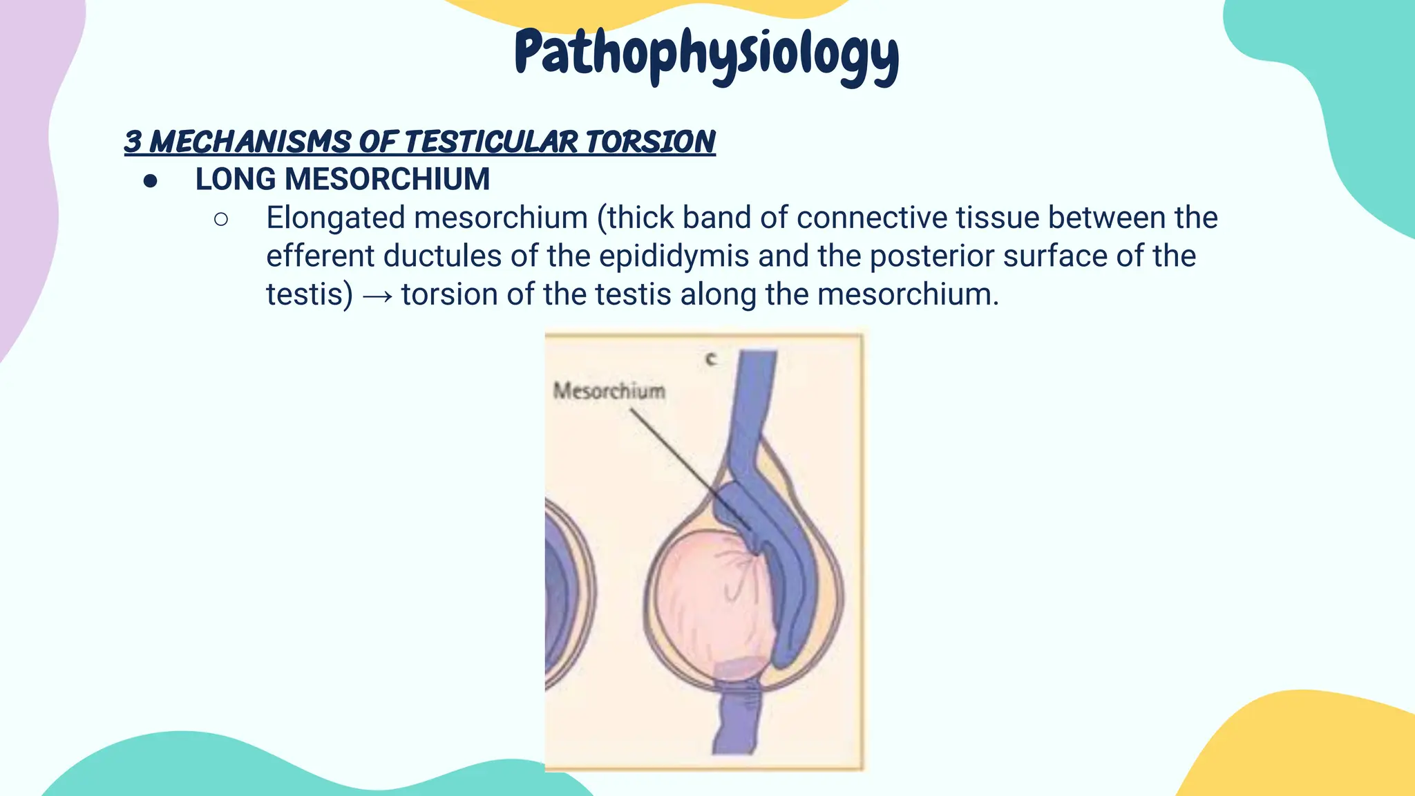 Undescended Testes Hydrocele Testicular Torsion Pdf