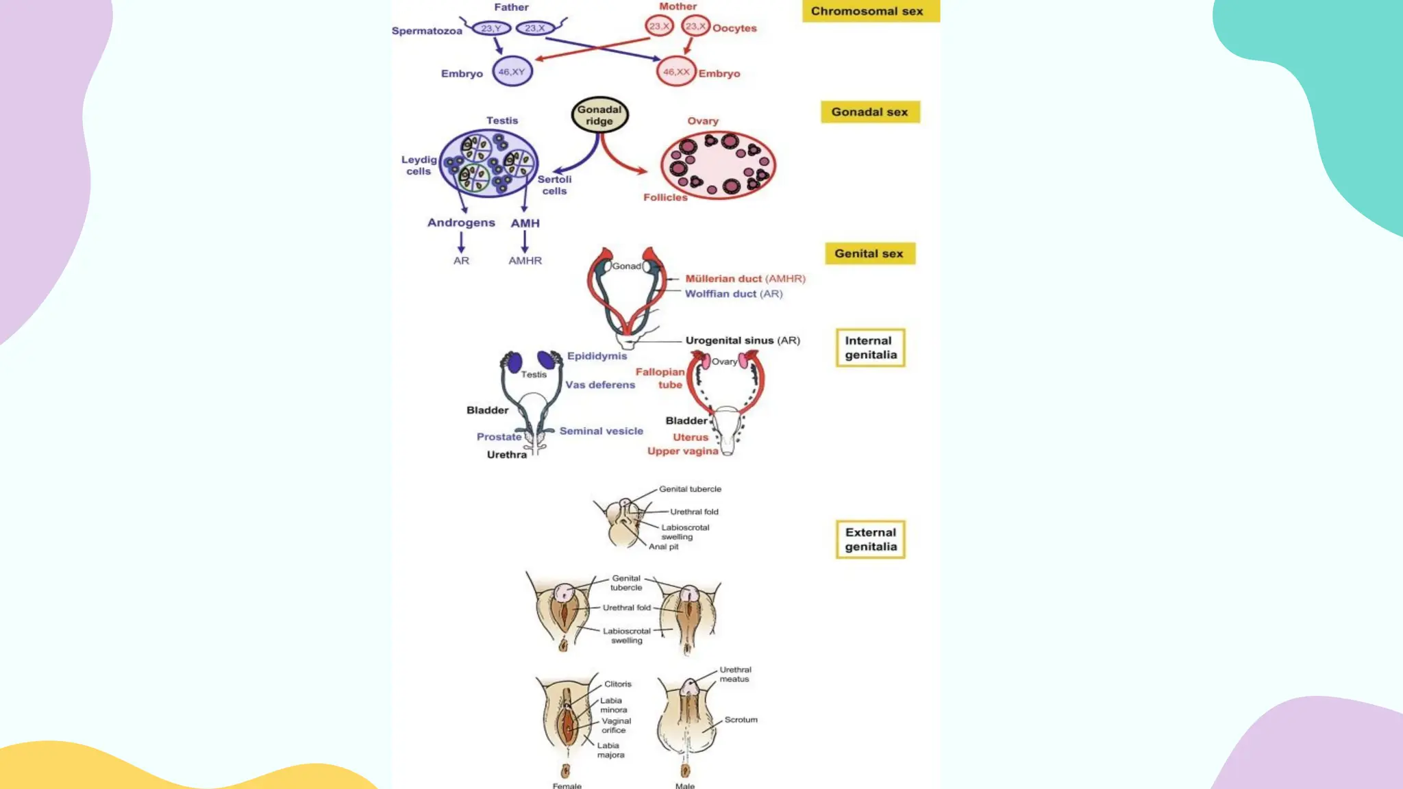 Undescended Testes, Hydrocele, Testicular Torsion.pdf