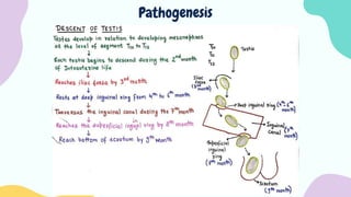 Undescended Testes, Hydrocele, Testicular Torsion.pdf