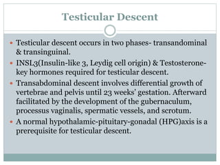 Undescended testis | PPT