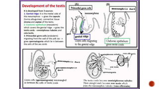 undescended testis.pptx