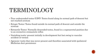 undescended testis.pptx