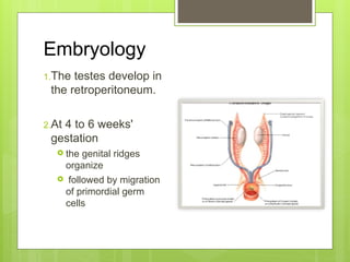 Undescended testis powerpoint presentation | PPTX