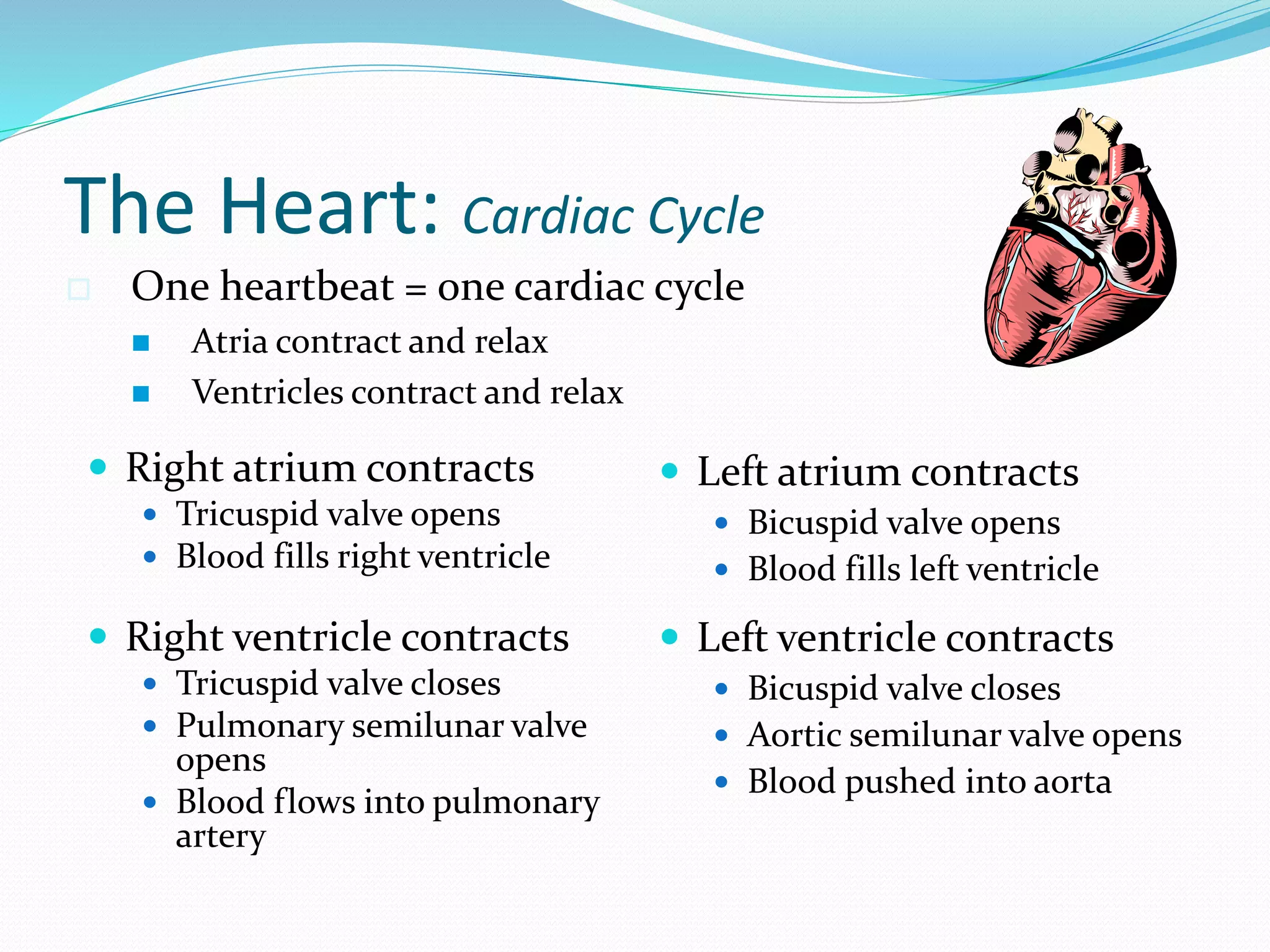 Anatomy lab. 6 cardiovascular sys. | PPTX | Heart and Cardiovascular ...