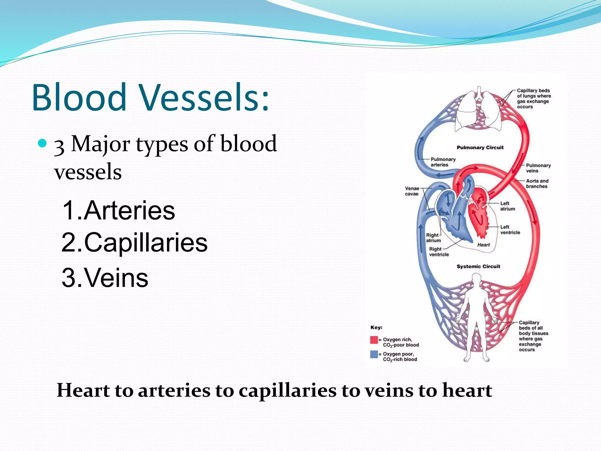 Anatomy lab. 6 cardiovascular sys. | PPTX | Heart and Cardiovascular ...