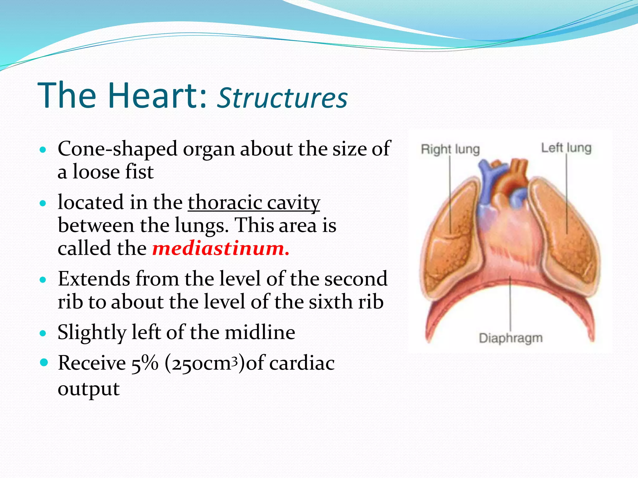 Anatomy lab. 6 cardiovascular sys. | PPTX | Heart and Cardiovascular ...