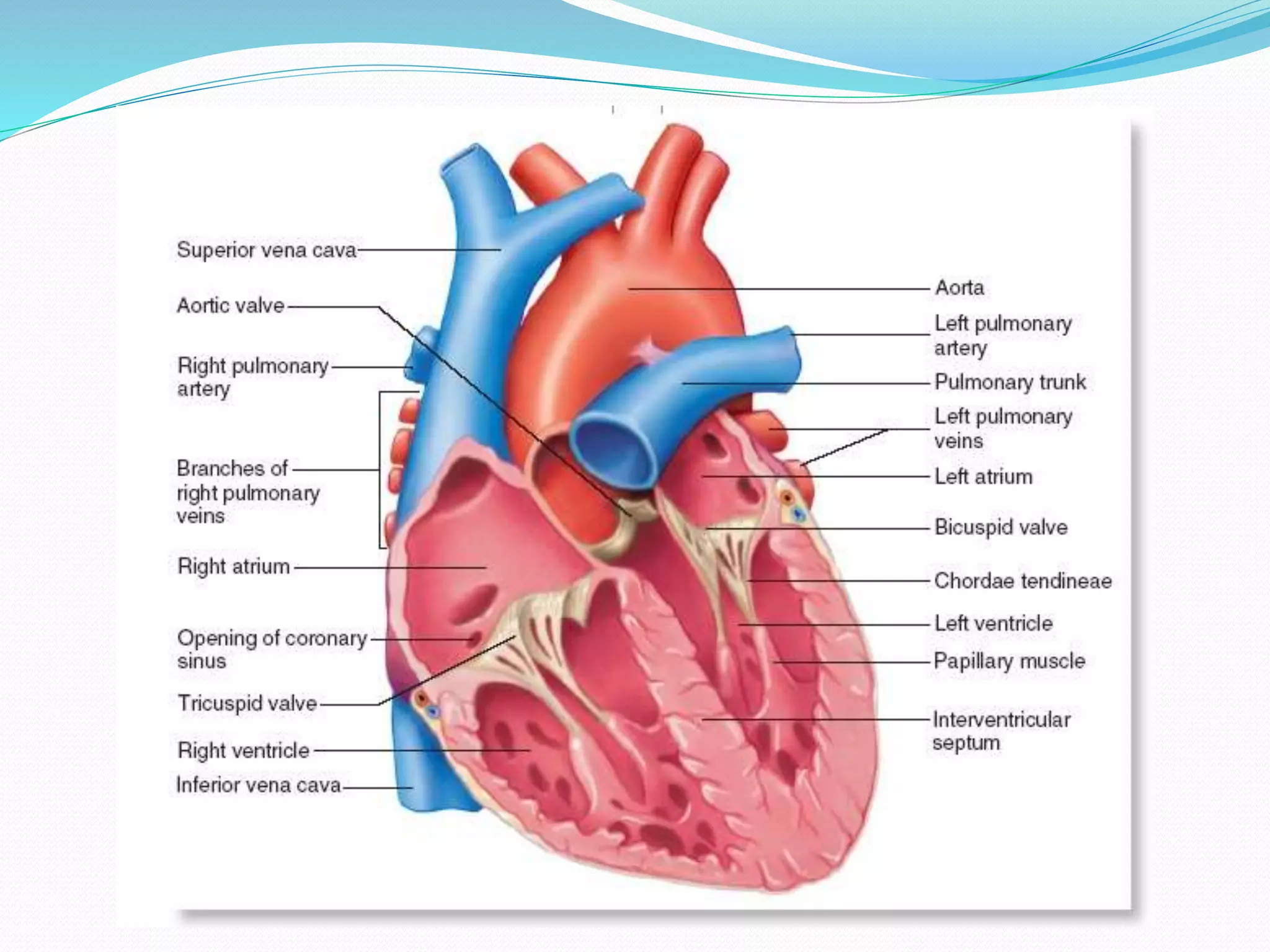 Anatomy lab. 6 cardiovascular sys. | PPTX | Heart and Cardiovascular ...