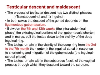 Undescended testes | PPT