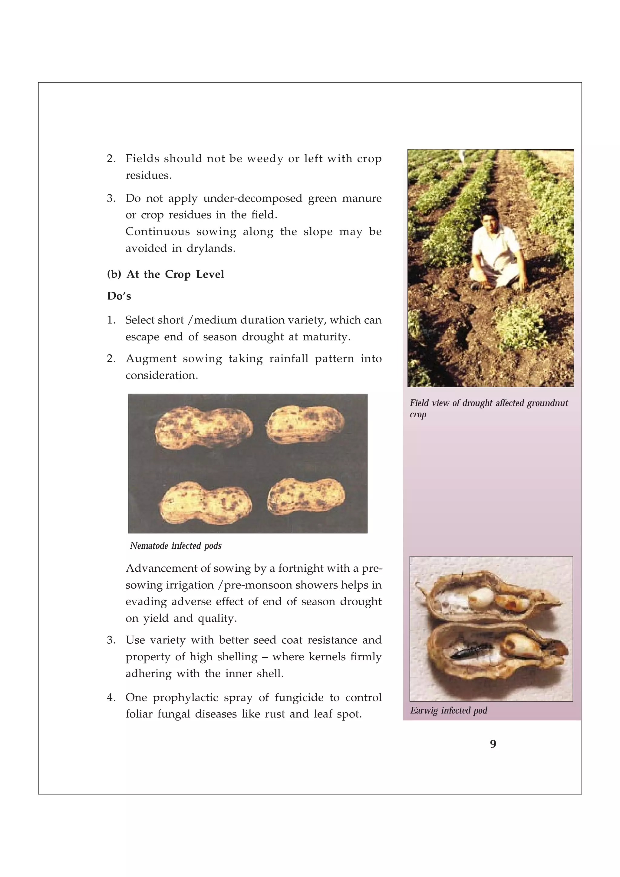 Aflatoxin Management in Groundnut - Farmers' Friendly Technique | PDF