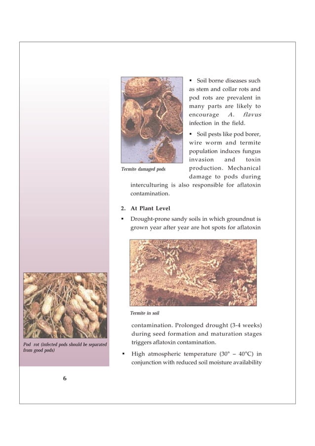 Aflatoxin Management in Groundnut - Farmers' Friendly Technique | PDF