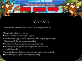 PRESENTASI PITHECANTHROPUS | PPTX