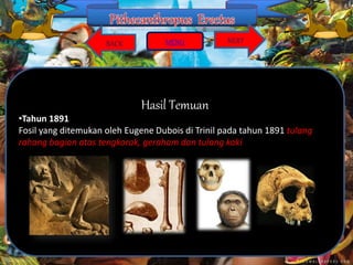 PRESENTASI PITHECANTHROPUS | PPTX