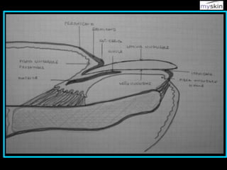 Unghia anatomia clinica | PDF