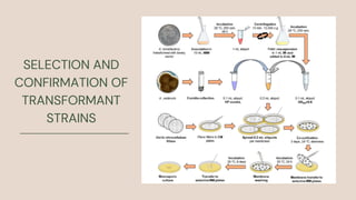Ungu Ilustrasi Magical Presentasi Pernikahan.pdf