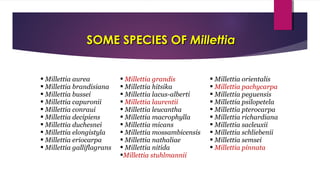 Ungu (millettia pinnata) by sumit / Pongamia pinnata | PPT