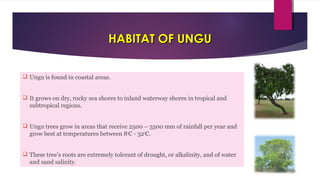 Ungu (millettia pinnata) by sumit / Pongamia pinnata | PPT