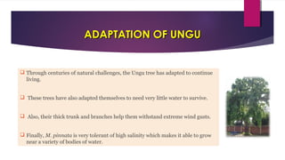 Ungu (millettia pinnata) by sumit / Pongamia pinnata | PPT