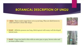 Ungu (millettia pinnata) by sumit / Pongamia pinnata | PPT