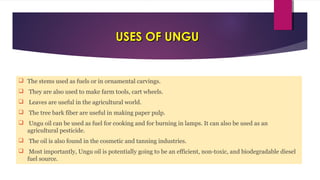 Ungu (millettia pinnata) by sumit / Pongamia pinnata | PPT