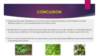 Ungu (millettia pinnata) by sumit / Pongamia pinnata | PPT