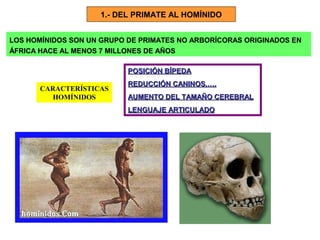 Uni 3 Evolución Homínidos | PPT