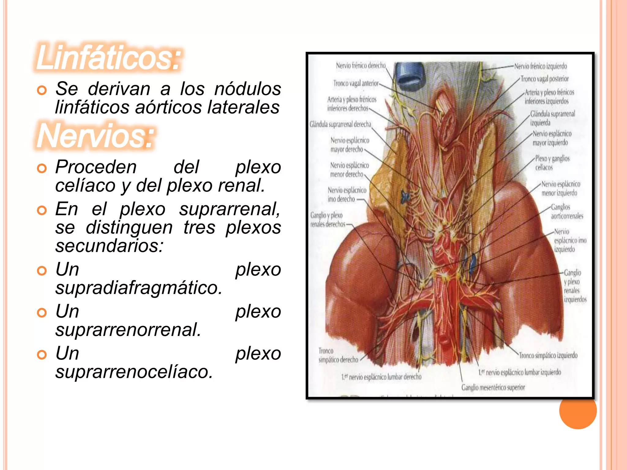 glandulas suprarrenales NICOLE RENDON | PPTX