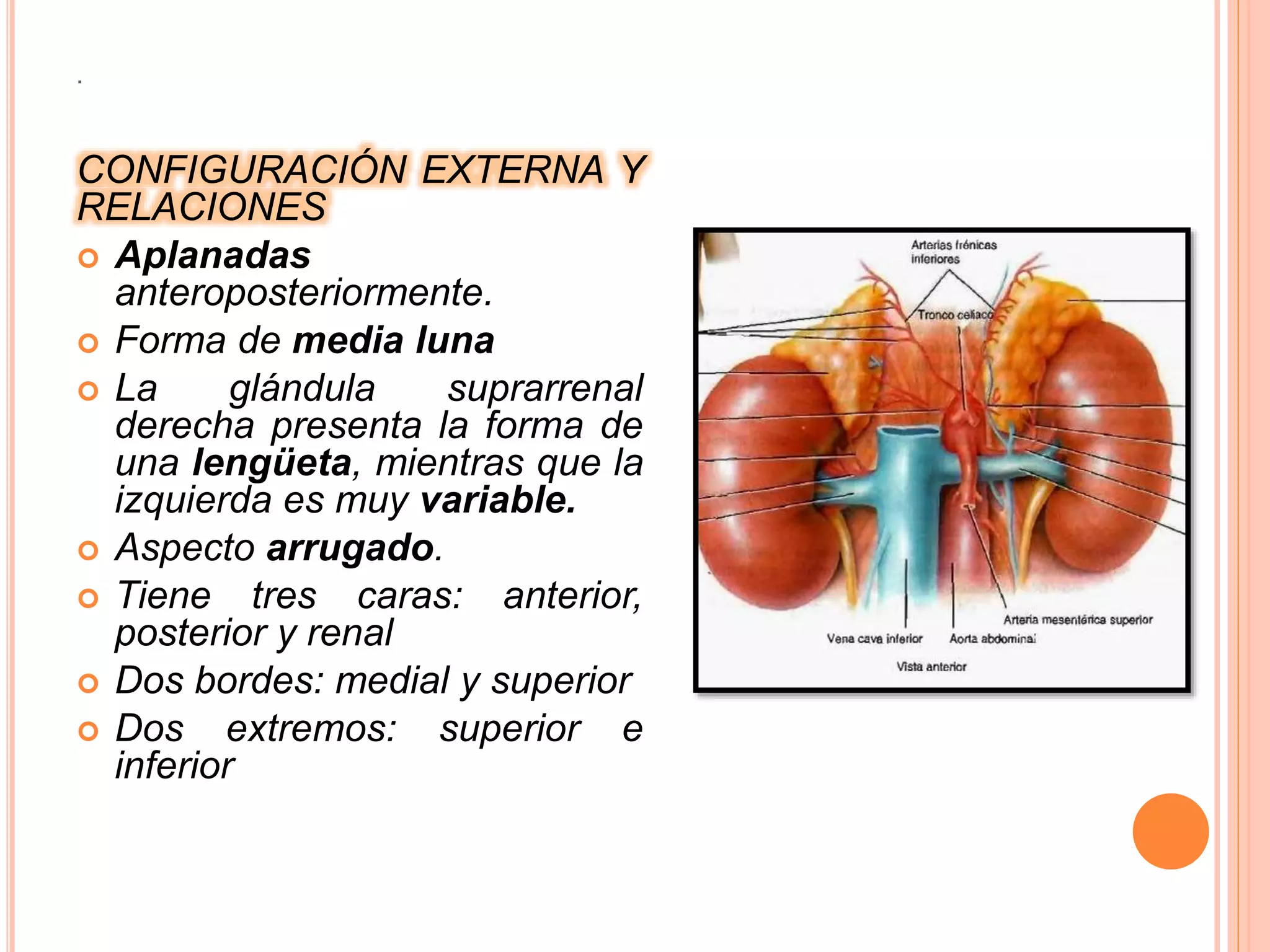 glandulas suprarrenales NICOLE RENDON | PPTX