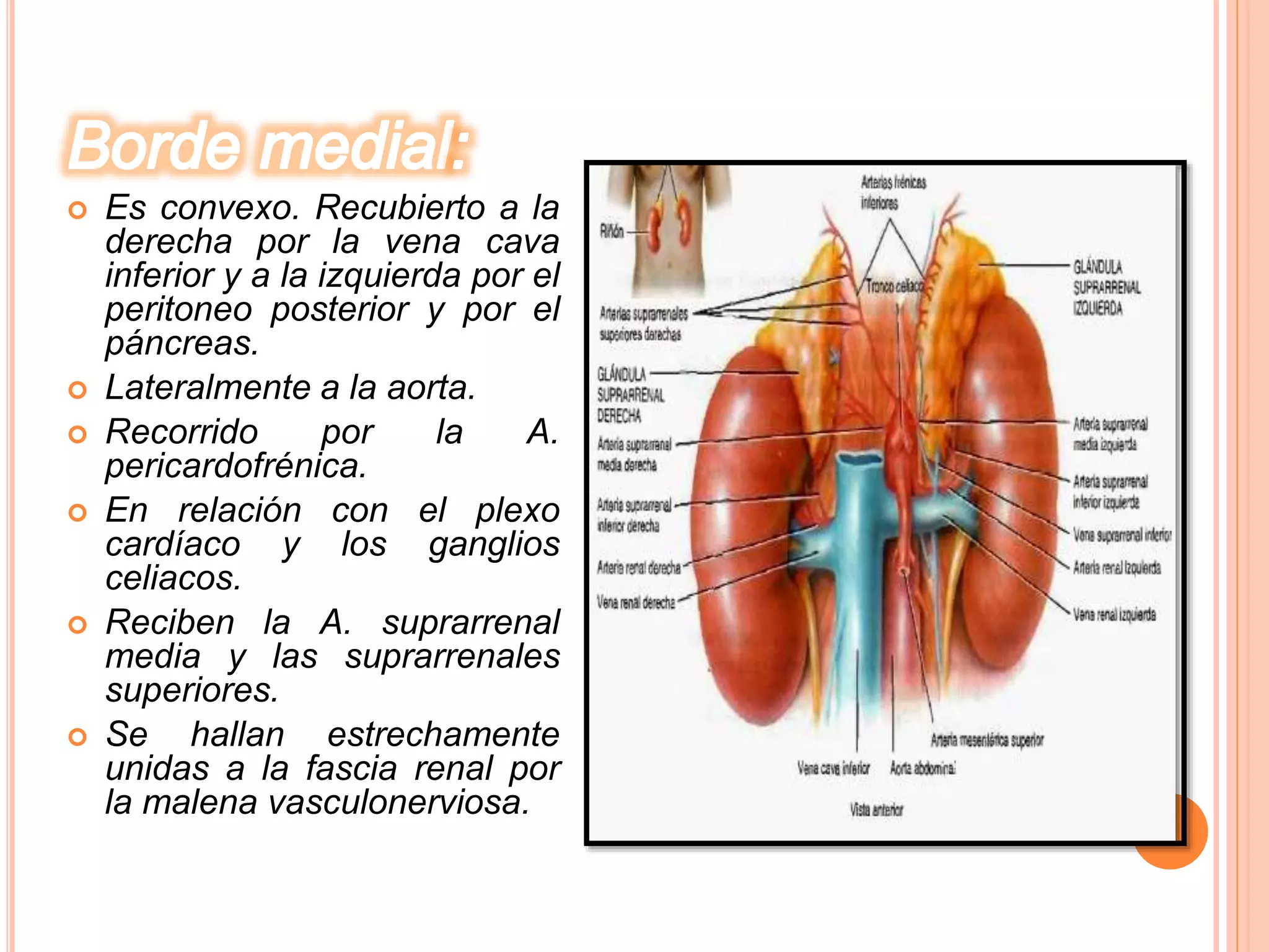 glandulas suprarrenales NICOLE RENDON | PPTX
