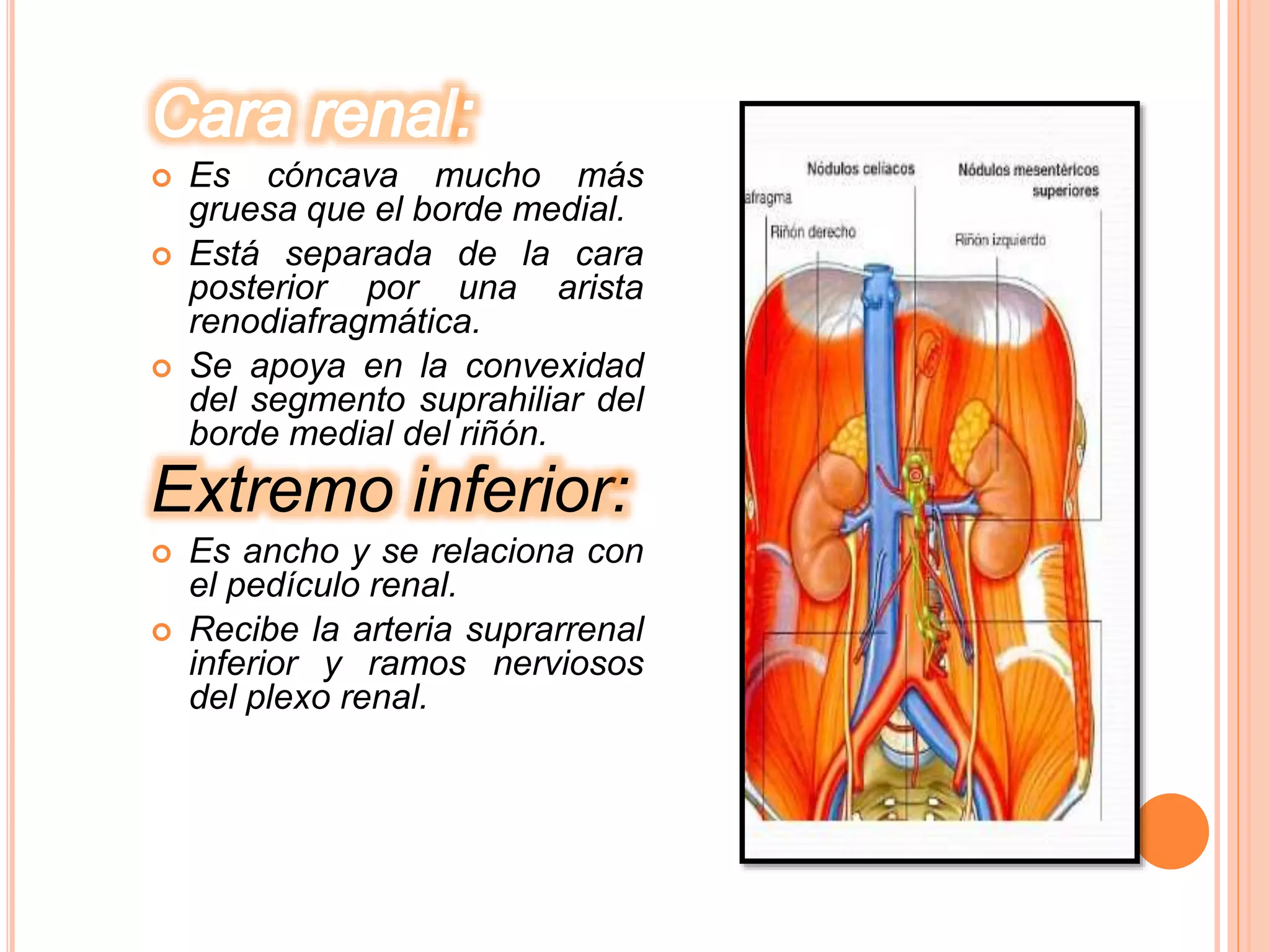 glandulas suprarrenales NICOLE RENDON | PPTX